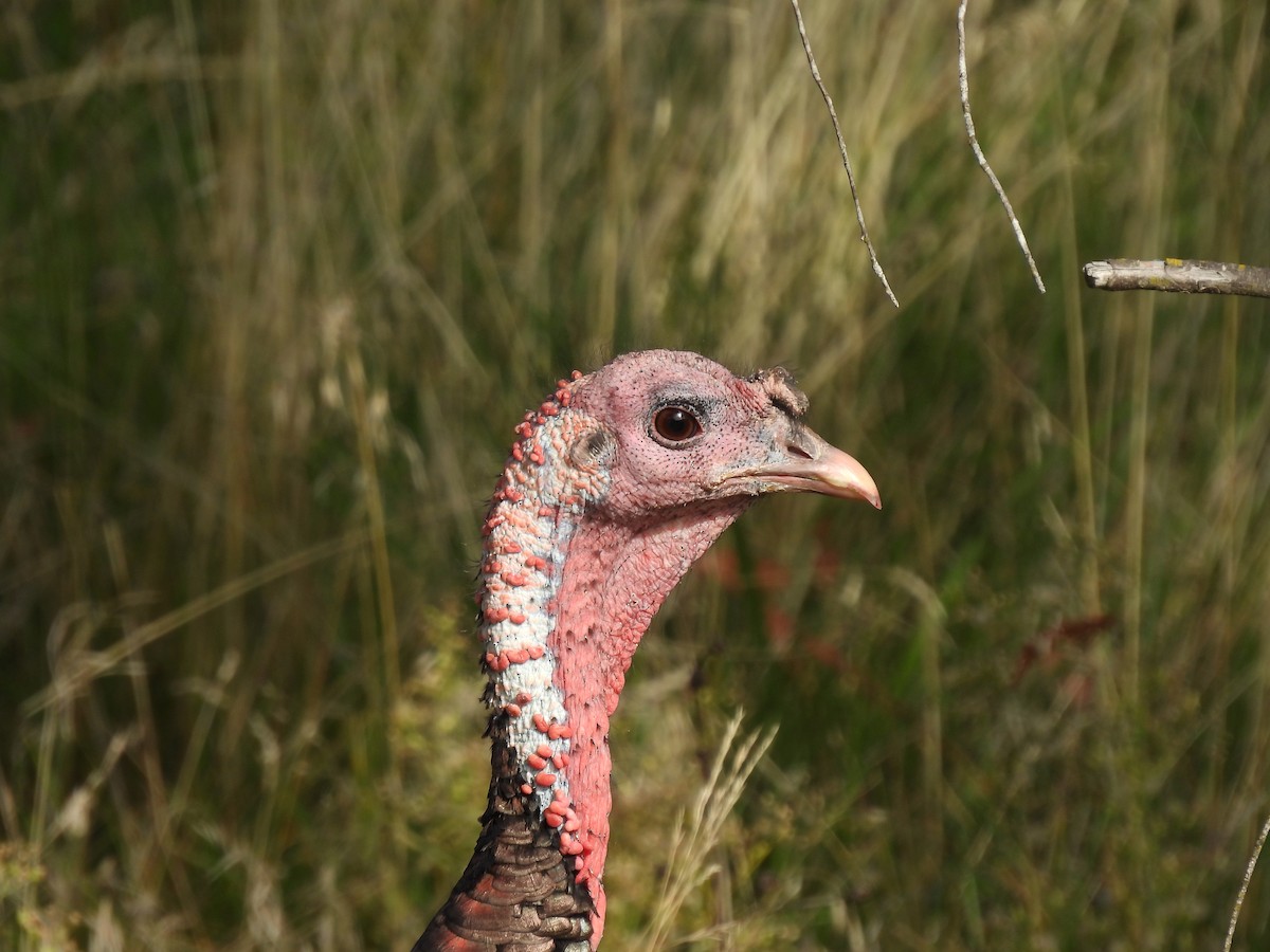 eBird Checklist - 4 Oct 2021 - My parents property - 20 species