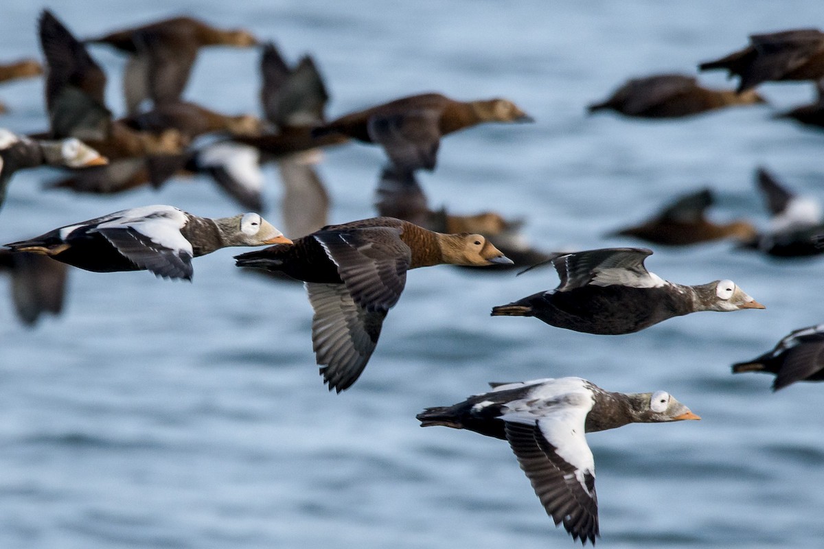 ML381284181 - Spectacled Eider - Macaulay Library