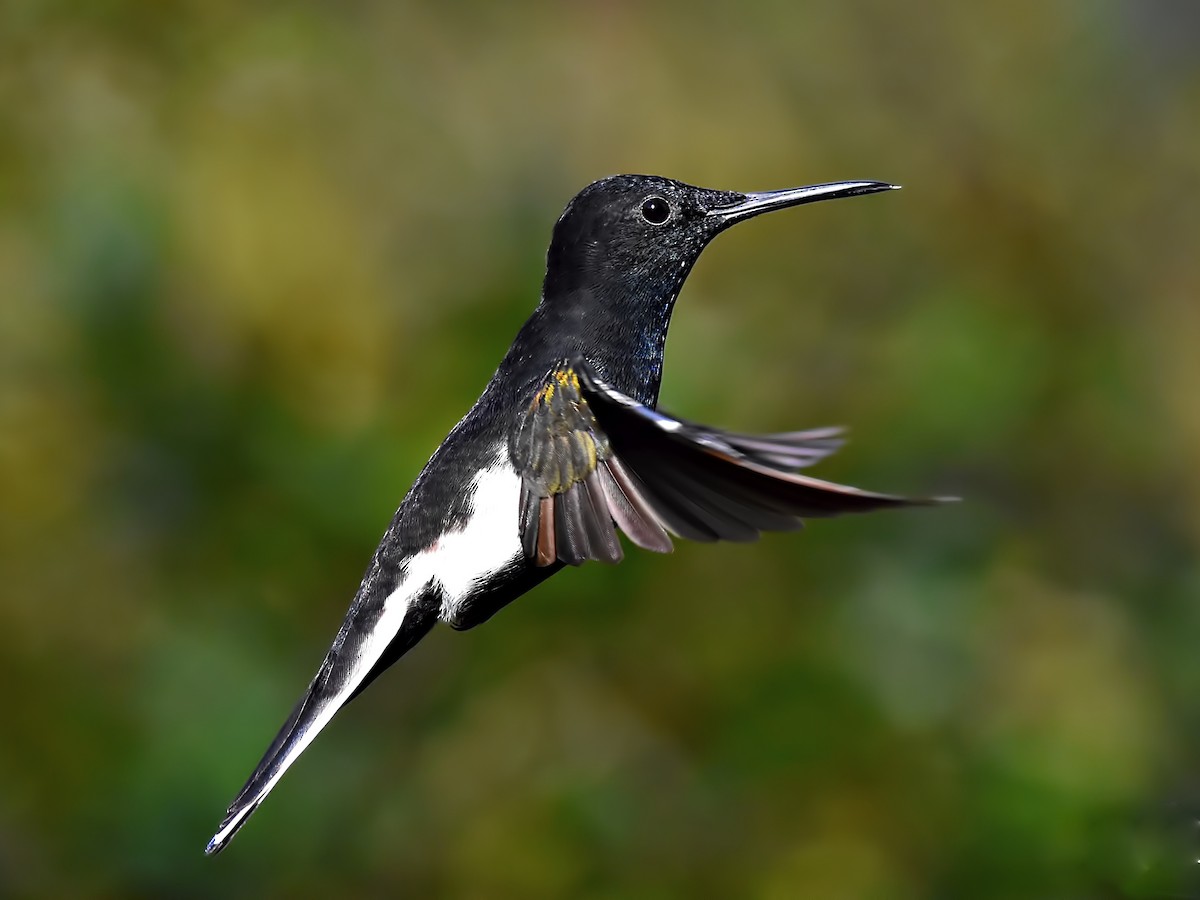 Colibríes Negros Colibrí Negro Hinchado, Nigriventris De Eupherusa,