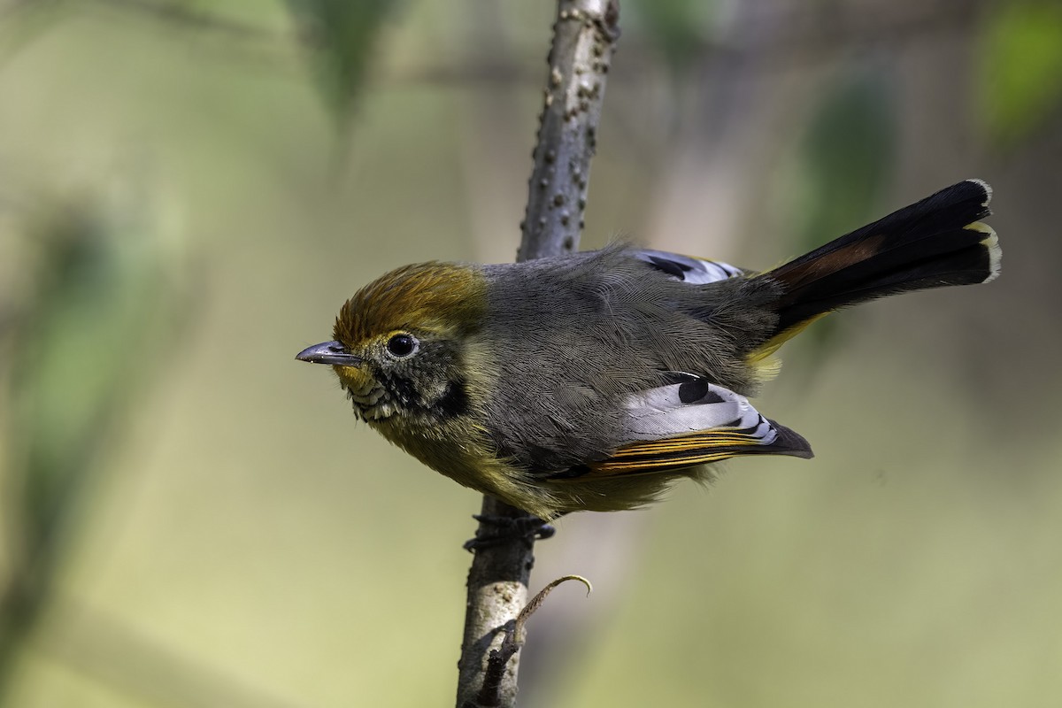 eBird Checklist - 26 Mar 2021 - Kolbong Forest KP - 6 species