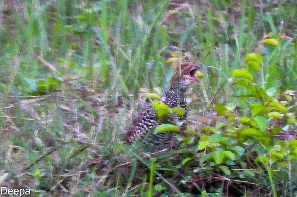 ML382217541 - Painted Francolin - Macaulay Library