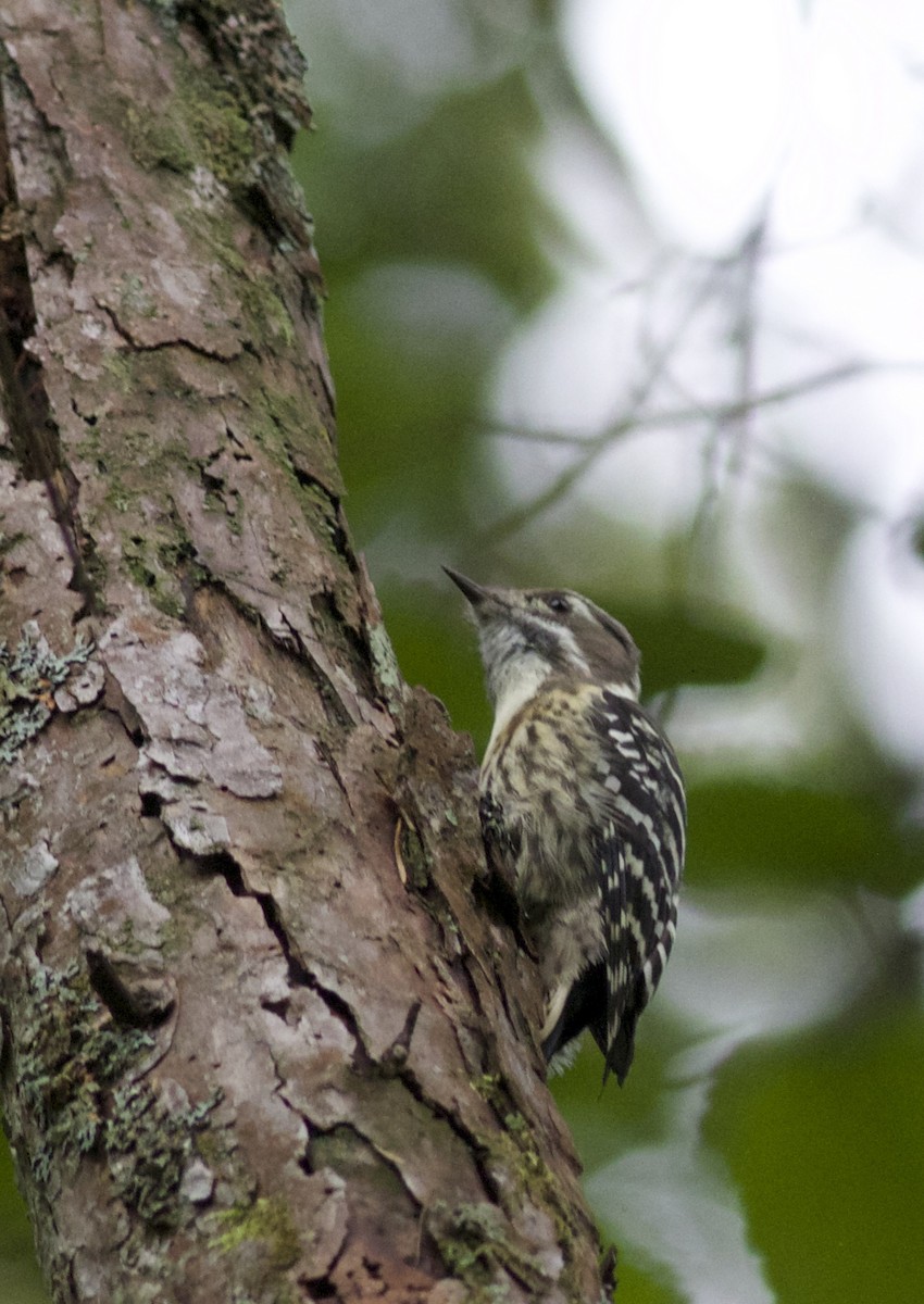 eBird Checklist - 5 Oct 2016 - 軽井沢町--湯川・小瀬林道--星野温泉と小瀬温泉の間 (Karuizawa ...