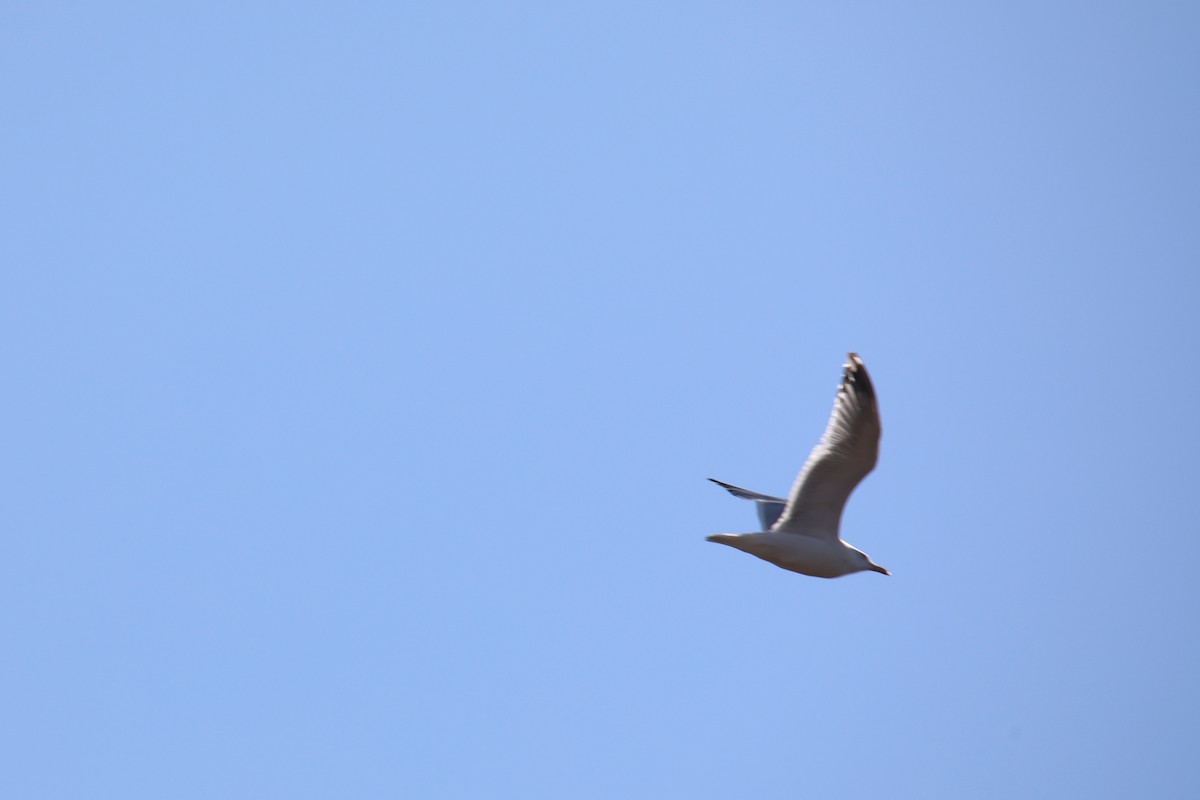 eBird Checklist - 24 Oct 2021 - Hanging Rock Raptor Observatory - 19 ...