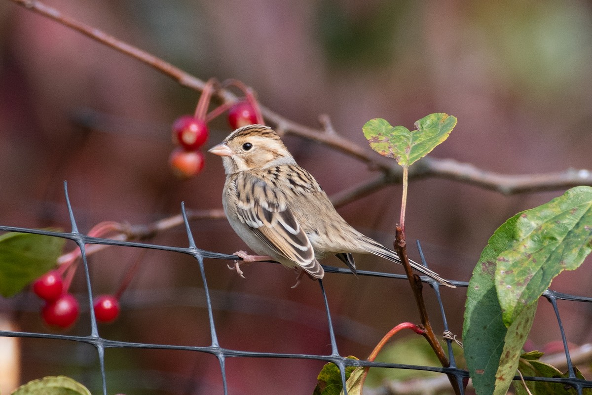 ML382617011 - Clay-colored Sparrow - Macaulay Library