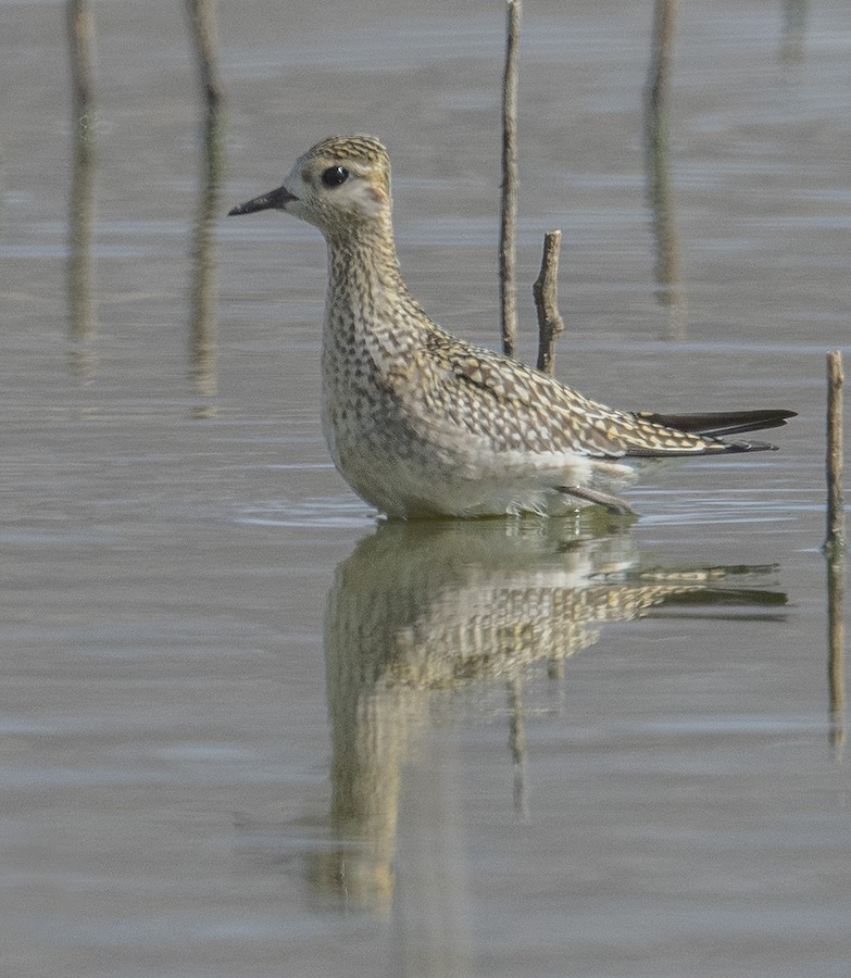 Grey Plover/golden-plover sp. - eBird