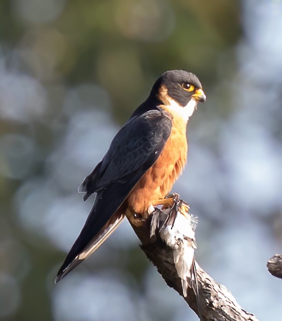 ML382792191 - Oriental Hobby - Macaulay Library