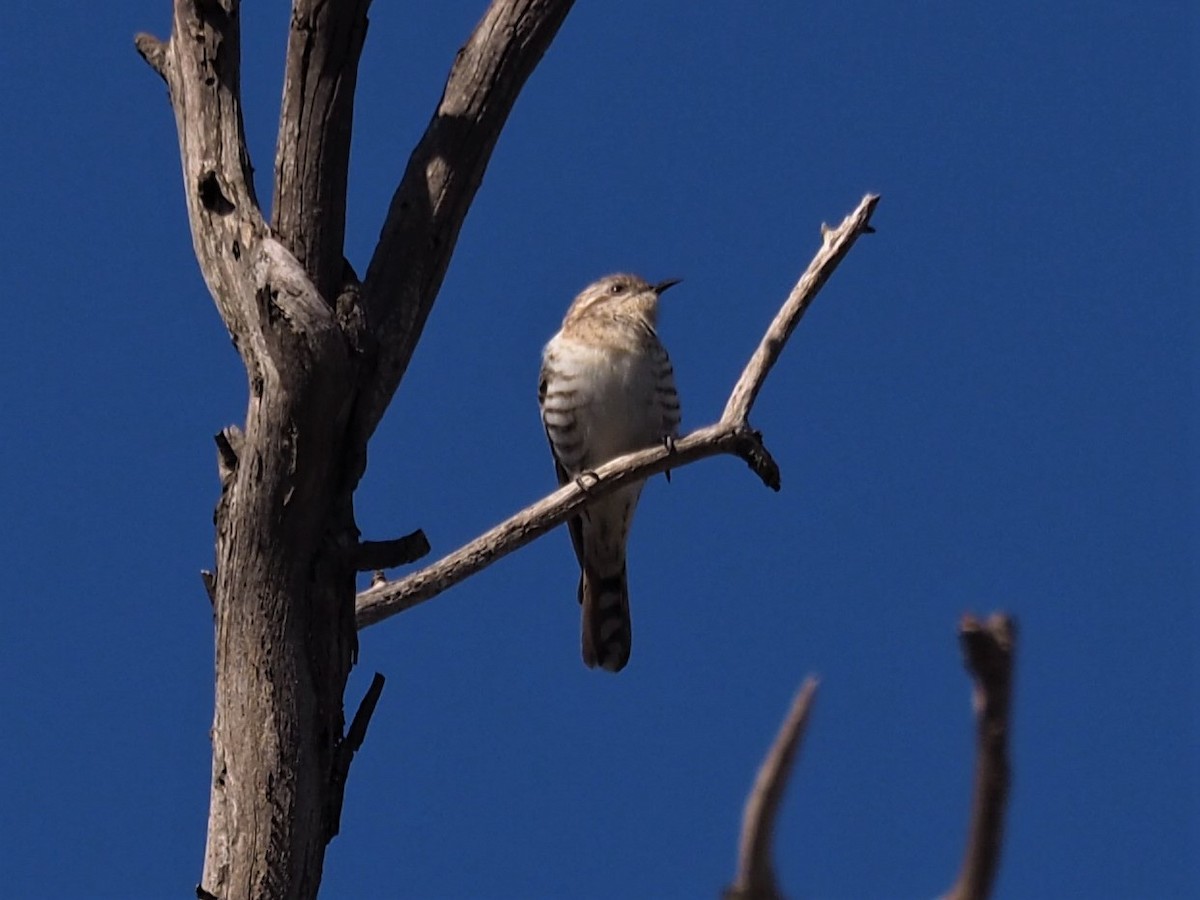 eBird Checklist - 26 Oct 2021 - Yarra Valley Trail, Lilydale to ...