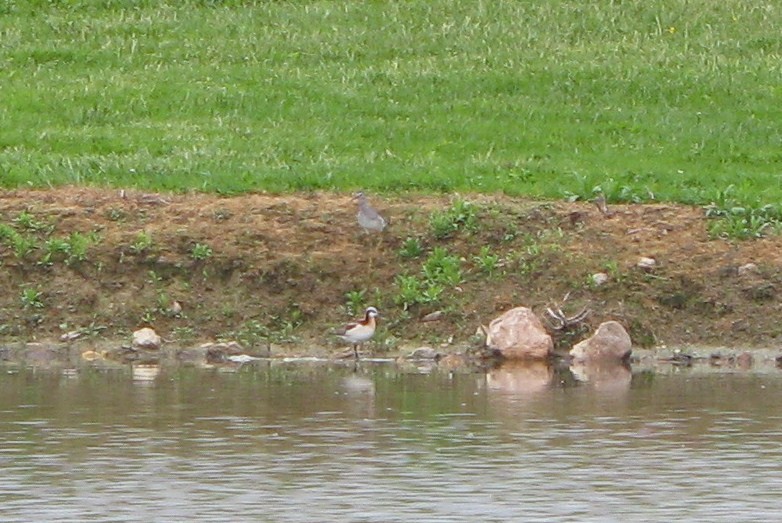 eBird Checklist - 8 May 2012 - Fulton Pond - 12 species