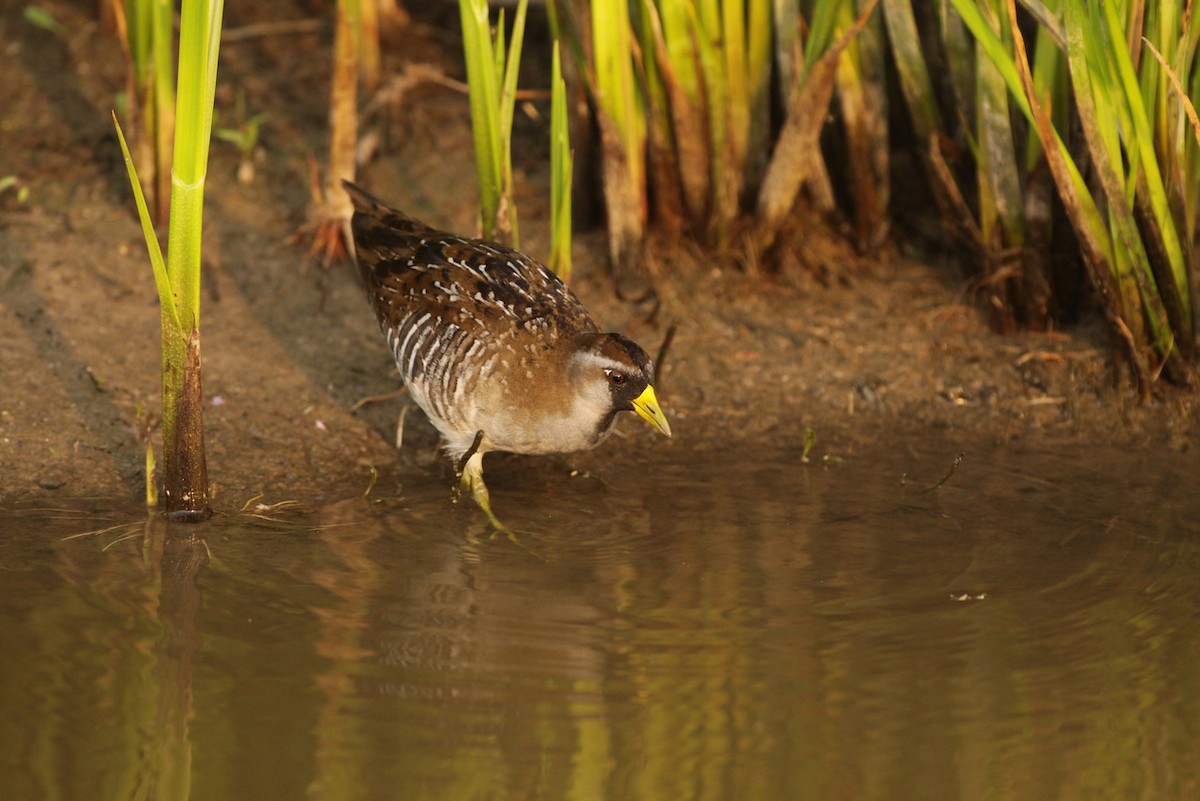 eBird Checklist - 20 Apr 2013 - Anahuac NWR--Yellow Rail Prairie - 3 species (+1 other taxa)