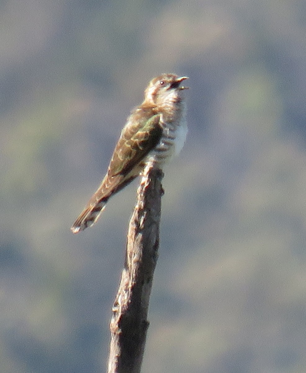 eBird Checklist - 25 Oct 2021 - Mount Kaputar National Park--Sawn Rocks ...