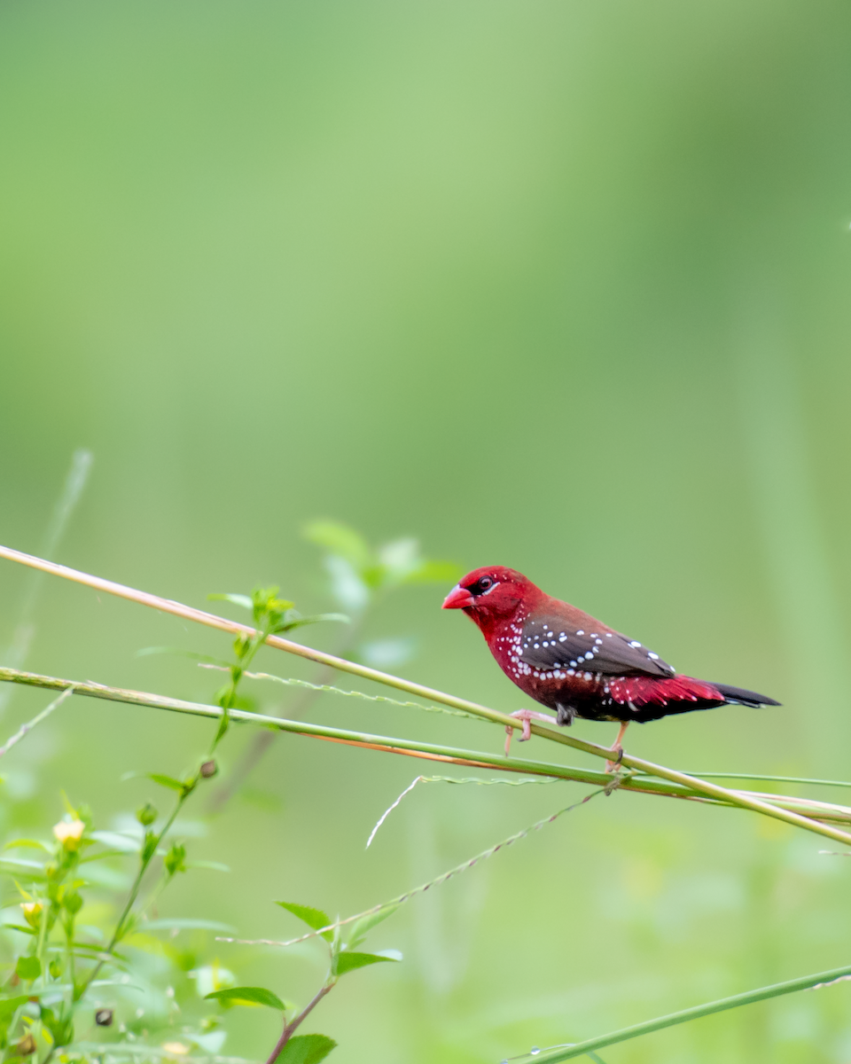 ML383545591 - Red Avadavat - Macaulay Library