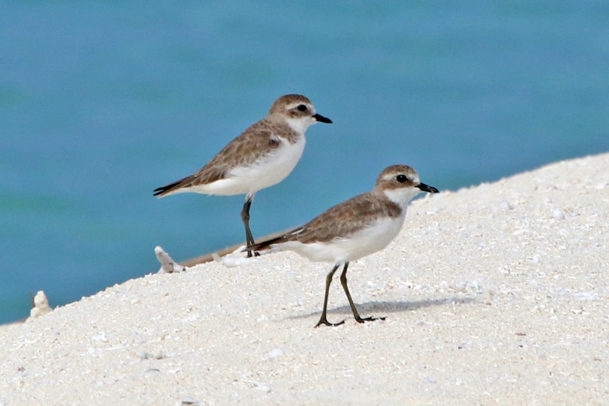 ML384038671 - Tibetan Sand-Plover - Macaulay Library