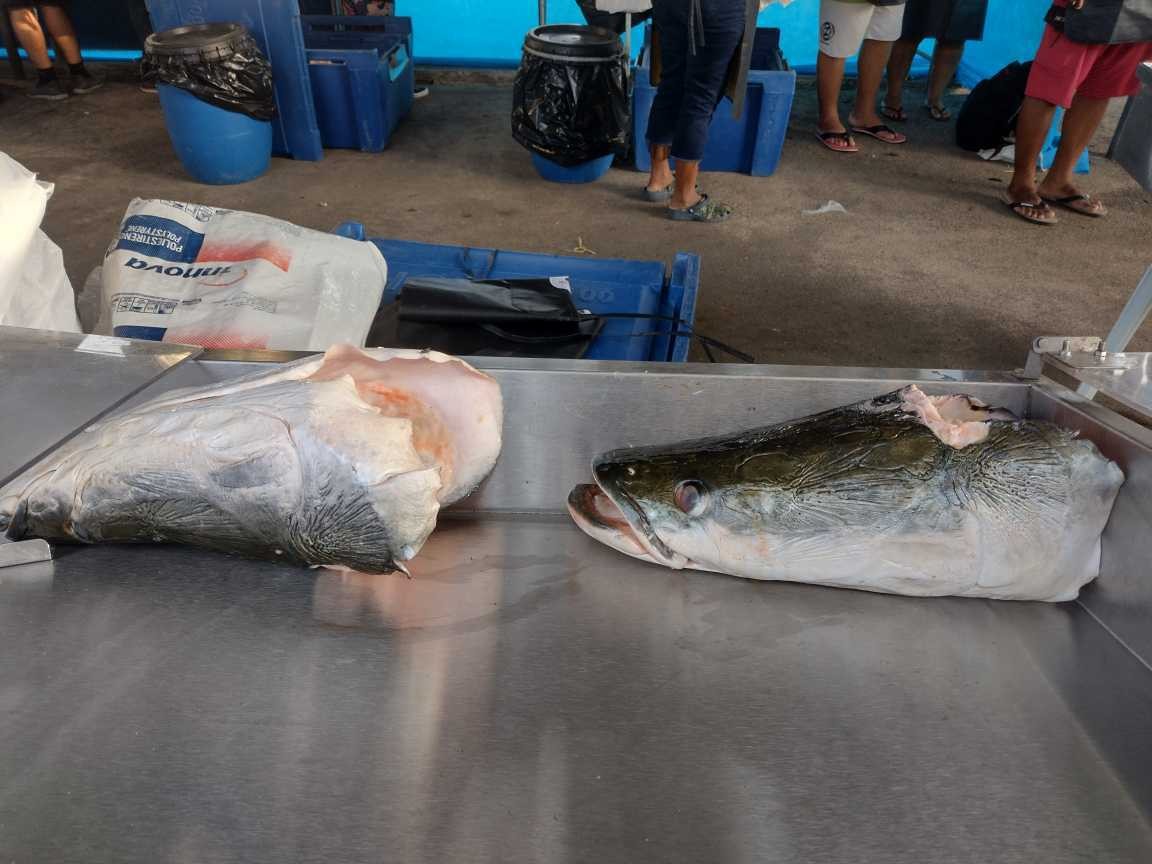 ML384047501 - Paiche - Macaulay Library