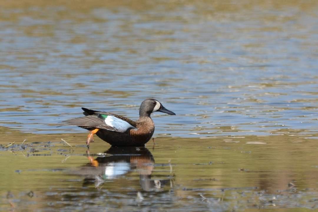 eBird Checklist - 23 Oct 2021 - Represa Chacan - 33 species