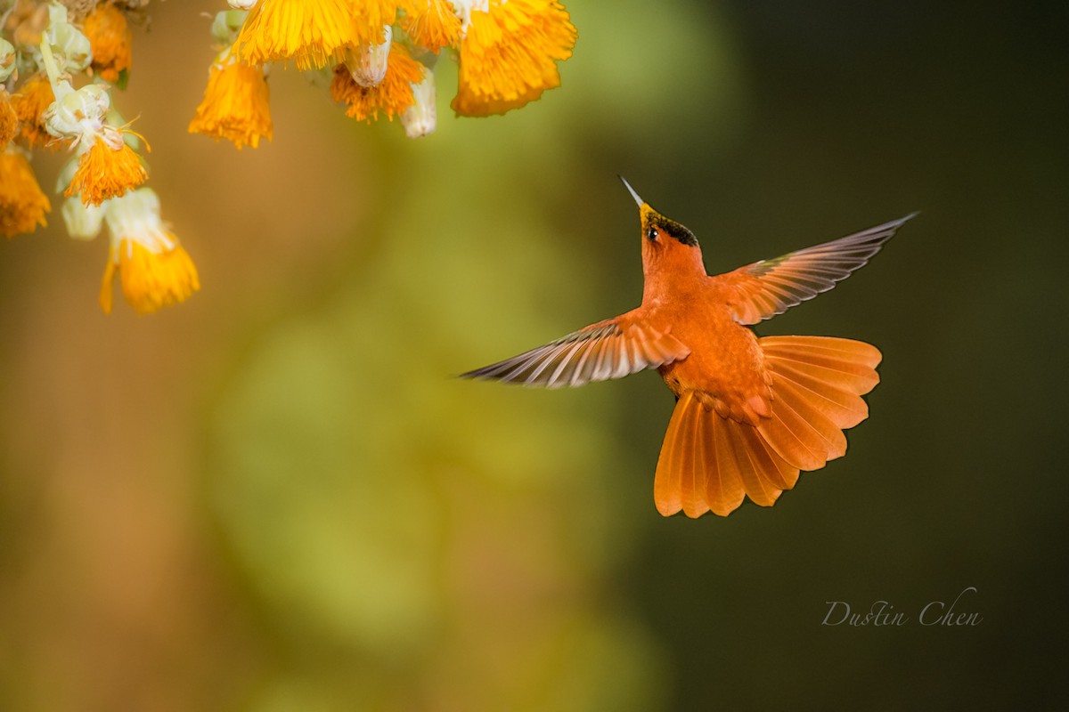 ML385066571 - Juan Fernandez Firecrown - Macaulay Library
