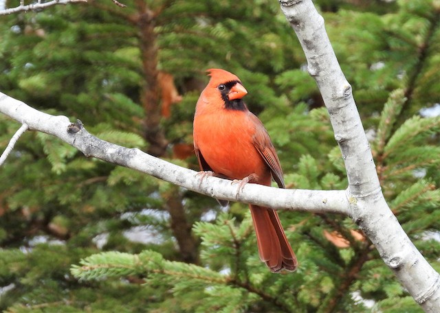 April eBirder of the Month Challenge - eBird Minnesota