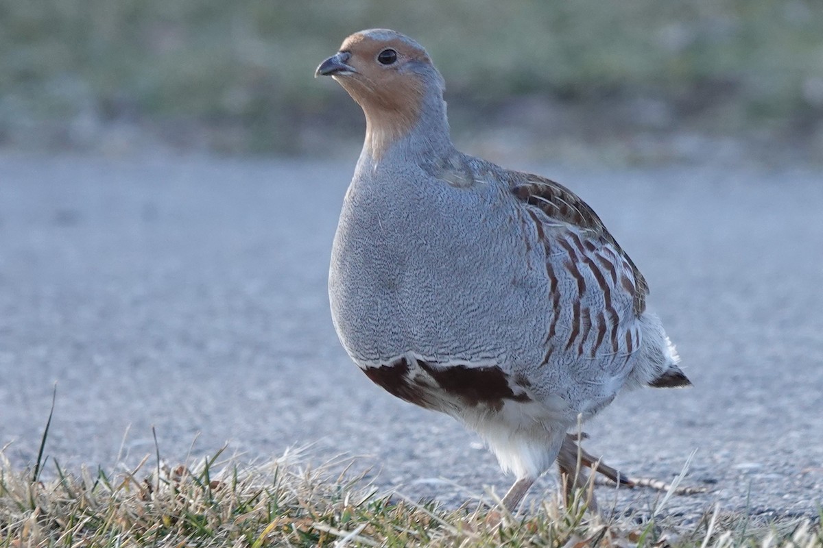 ML385262431 - Gray Partridge - Macaulay Library