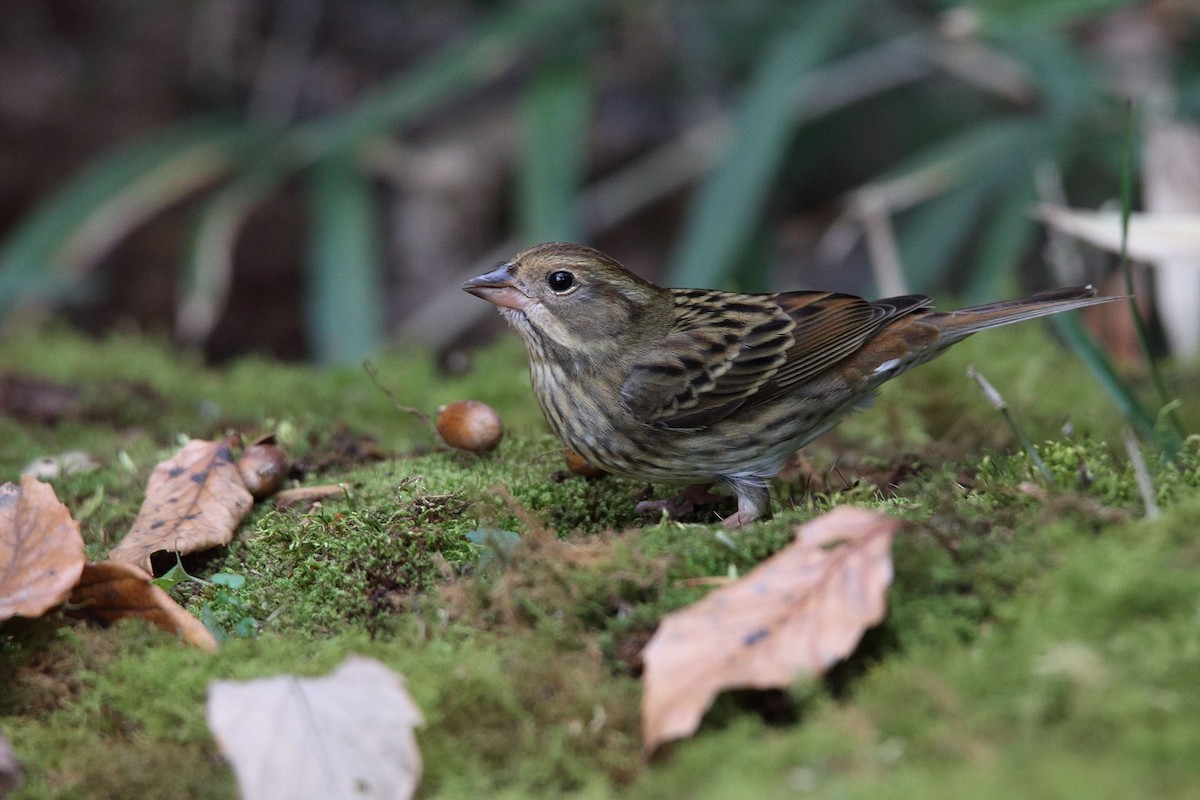 ML385430151 - Gray Bunting - Macaulay Library