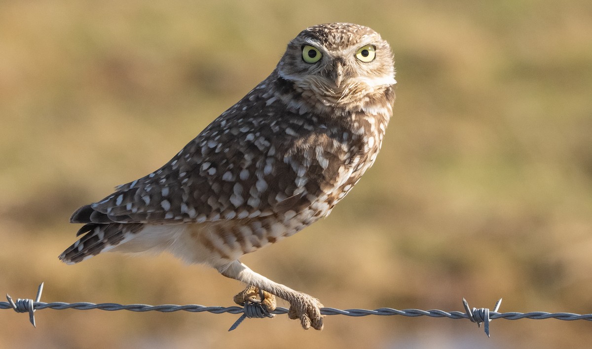 Burrowing Owl - Athene cunicularia - Media Search - Macaulay Library and eBird