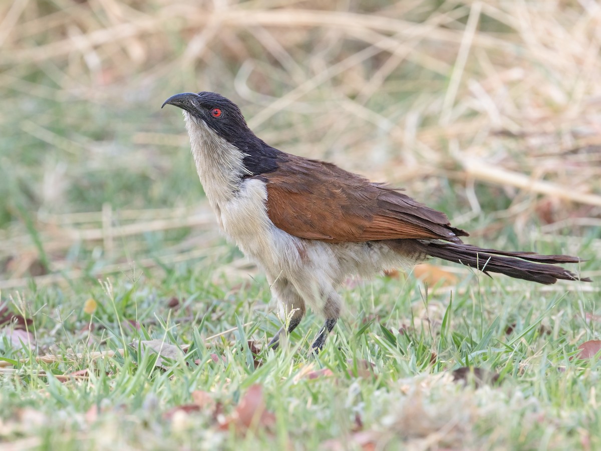 Coppery-tailed Coucal - Centropus cupreicaudus - Birds of the World