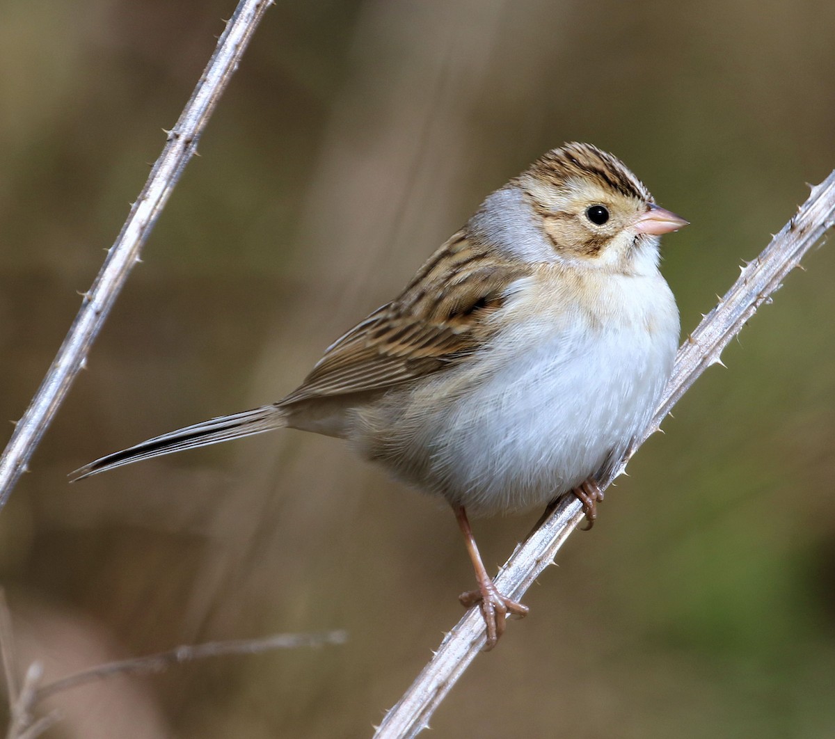 ML385858791 - Clay-colored Sparrow - Macaulay Library