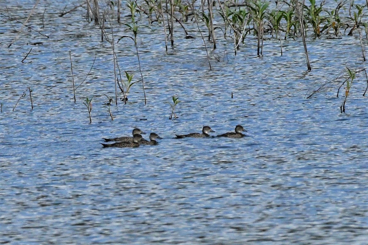 eBird Checklist - 7 Nov 2021 - Lake Dyer, Laidley Heights - 48 species