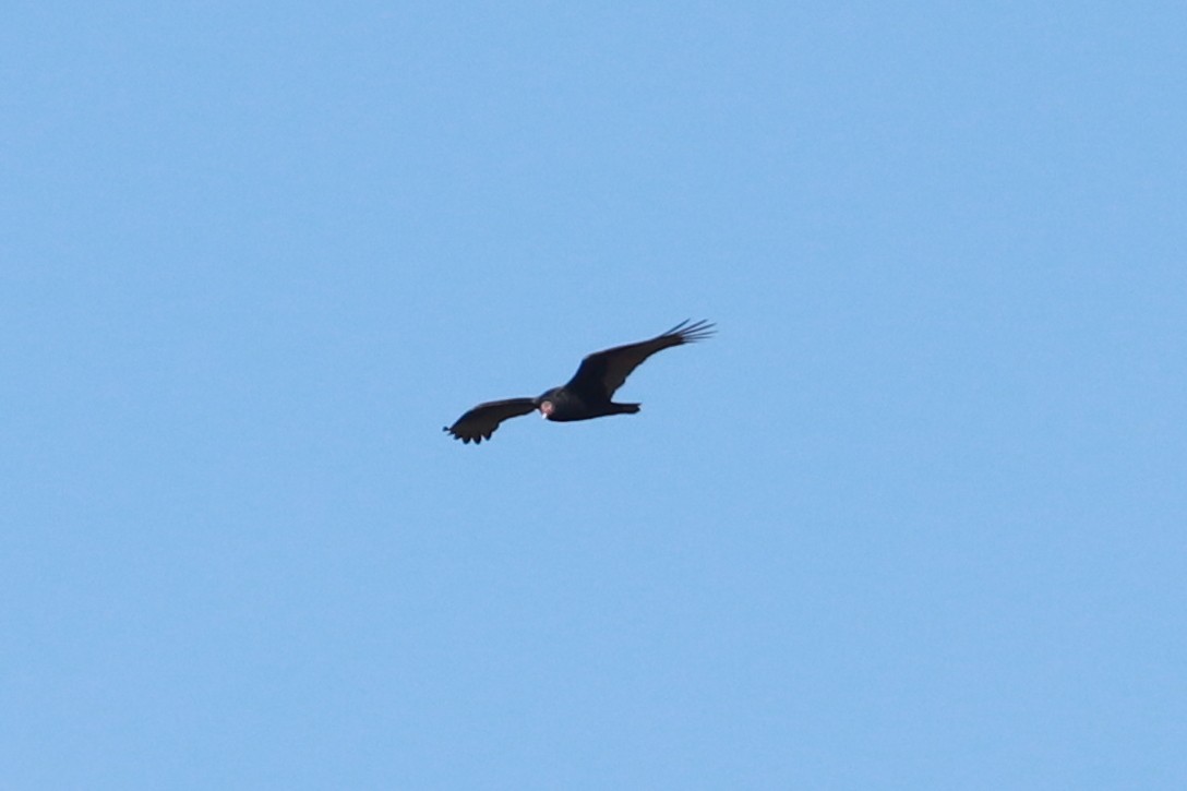eBird Checklist - 7 Nov 2021 - Waggoner's Gap Hawk Watch (IBA) - 31 ...