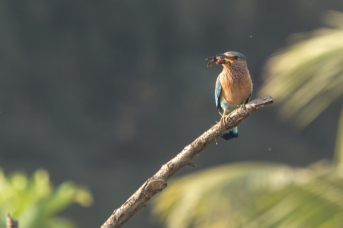 ML386655771 - Indian Roller - Macaulay Library