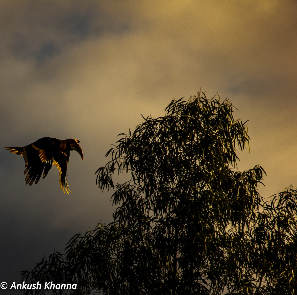 eBird Checklist - 30 Sep 2021 - Dhela - 73 species (+1 other taxa)