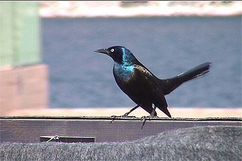 eBird Checklist - 27 Feb 2001 - Apache Lake Resort - Common Grackle Site - 1 species