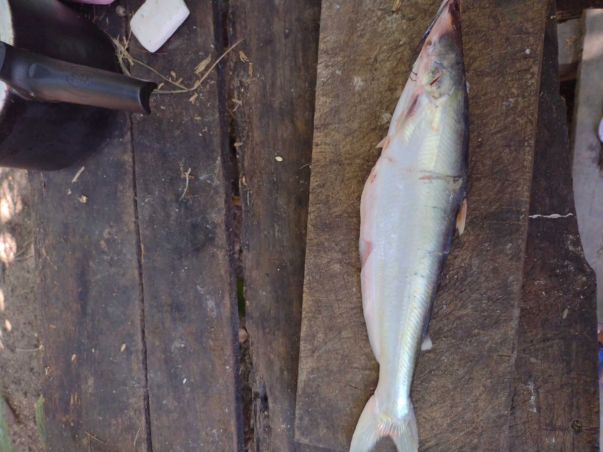 ML387131411 - Mapará - Macaulay Library