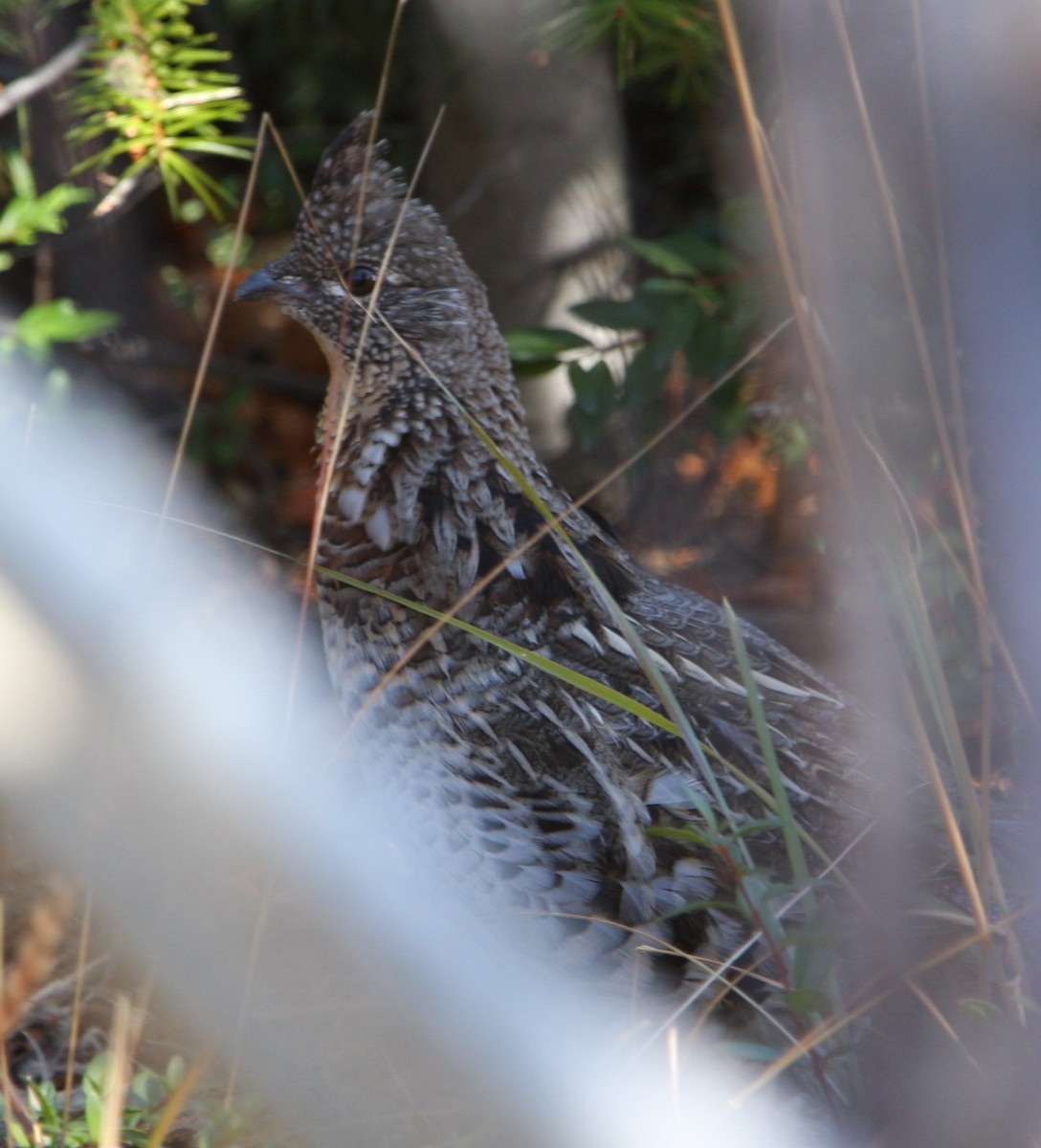 eBird Checklist - 25 Oct 2008 - Hoy Mountain (restricted access) - 15 ...