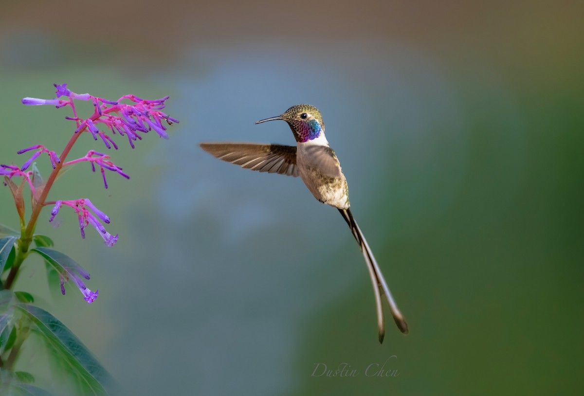 ML387394601 - Peruvian Sheartail - Macaulay Library