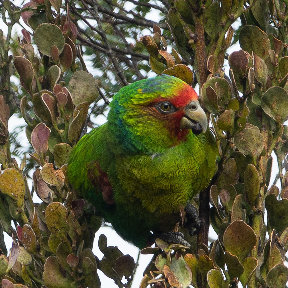 ML387416271 - Red-faced Parrot - Macaulay Library