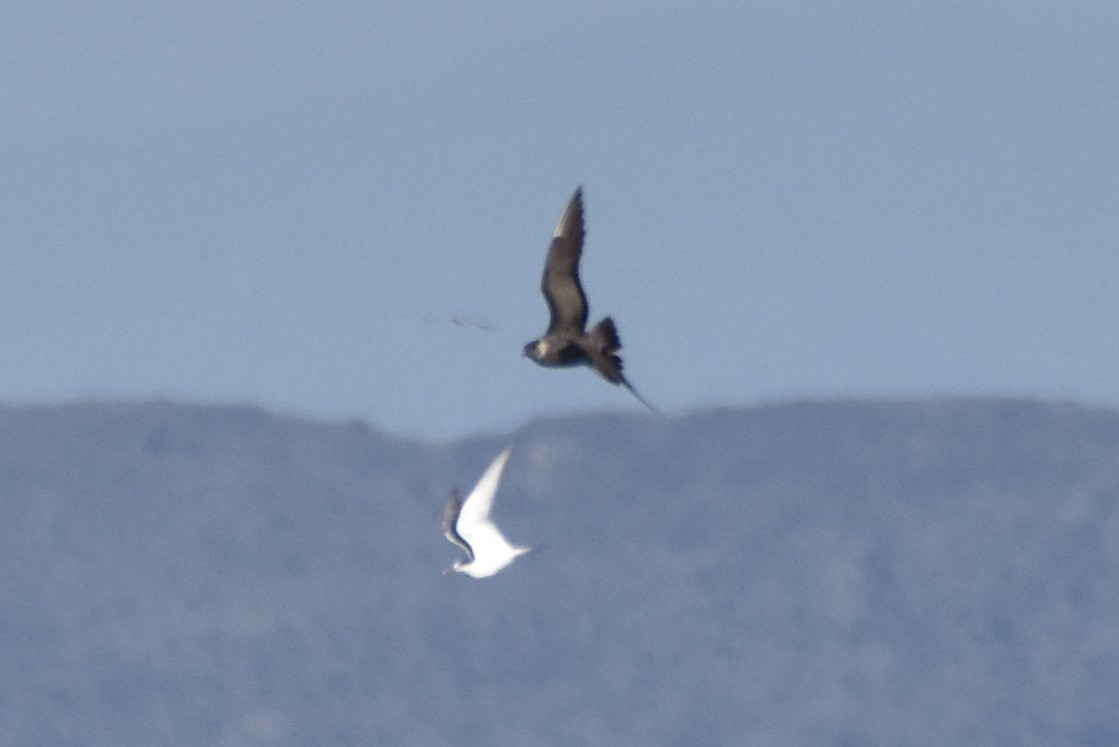 eBird Checklist - 2 Oct 2021 - Offshore--northern Santa Cruz Basin (VEN ...