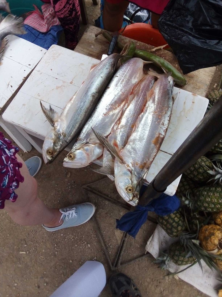 ML387923561 - Fish sp. - Macaulay Library