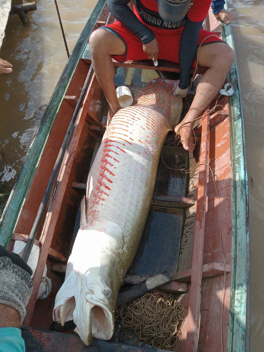 ML387938051 - Paiche - Macaulay Library