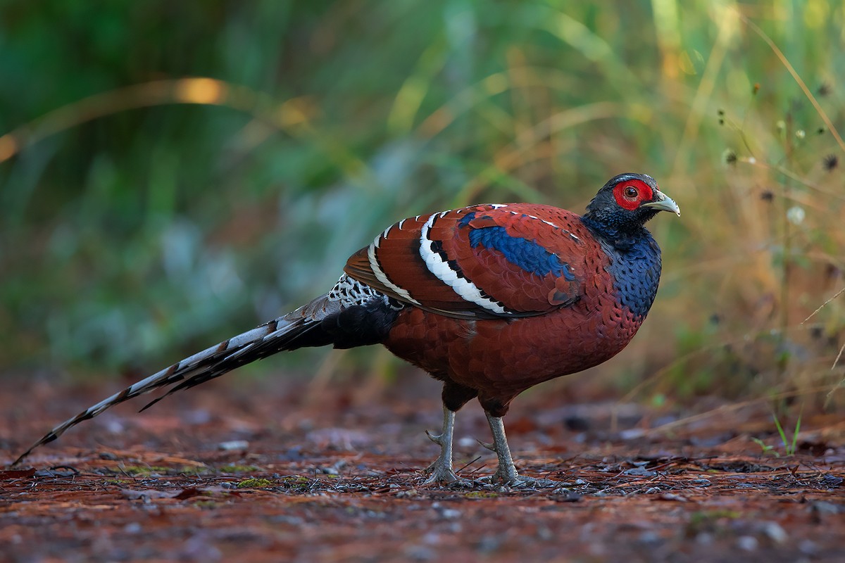 ML387965291 - Mrs. Hume's Pheasant - Macaulay Library