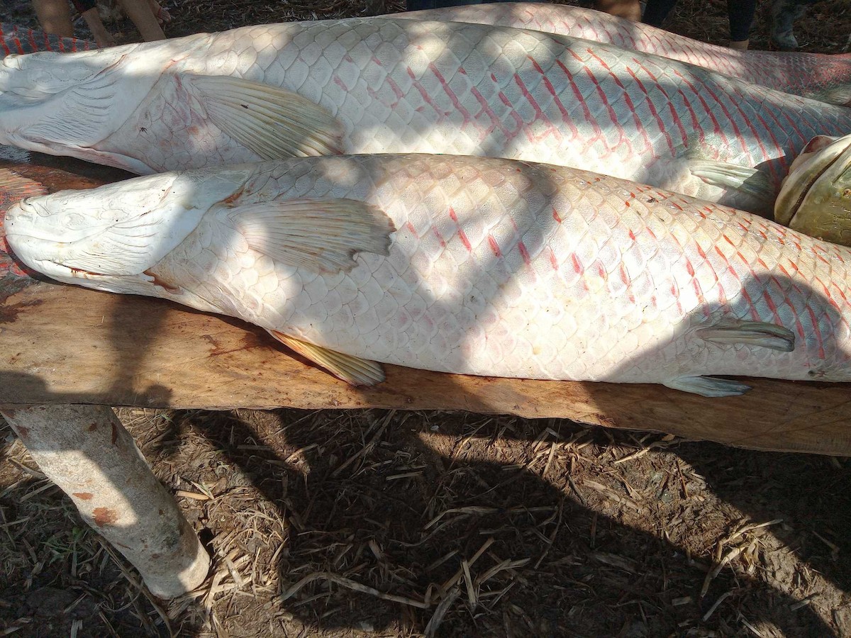 ML388228411 - Paiche - Macaulay Library