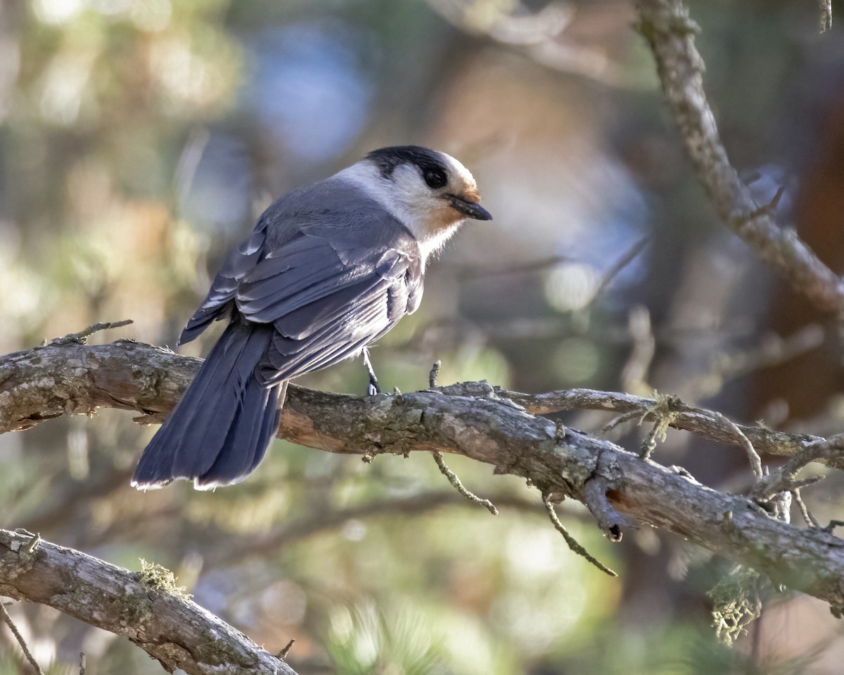 eBird Checklist - 15 Oct 2021 - Farm Truck Rd. (Chippewa Co.) - 7 species