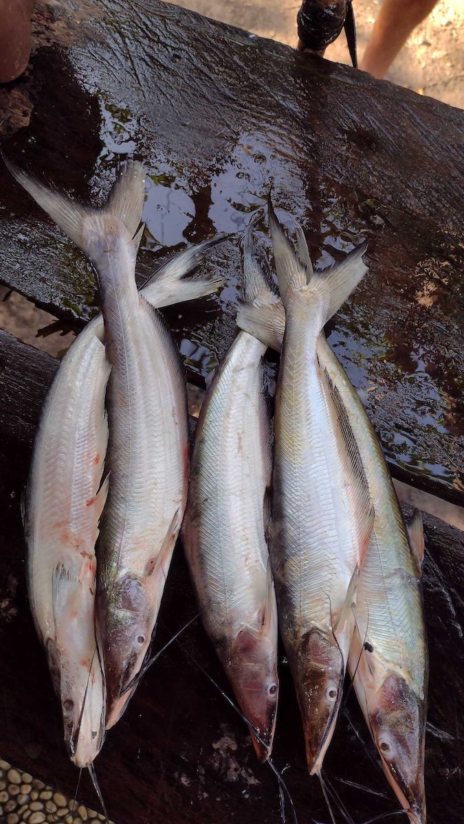 ML388804421 - Mapará - Macaulay Library