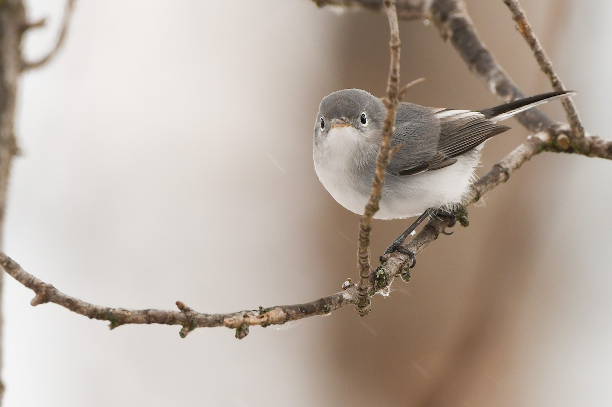 ML388828531 - Blue-gray Gnatcatcher (Eastern) - Macaulay Library