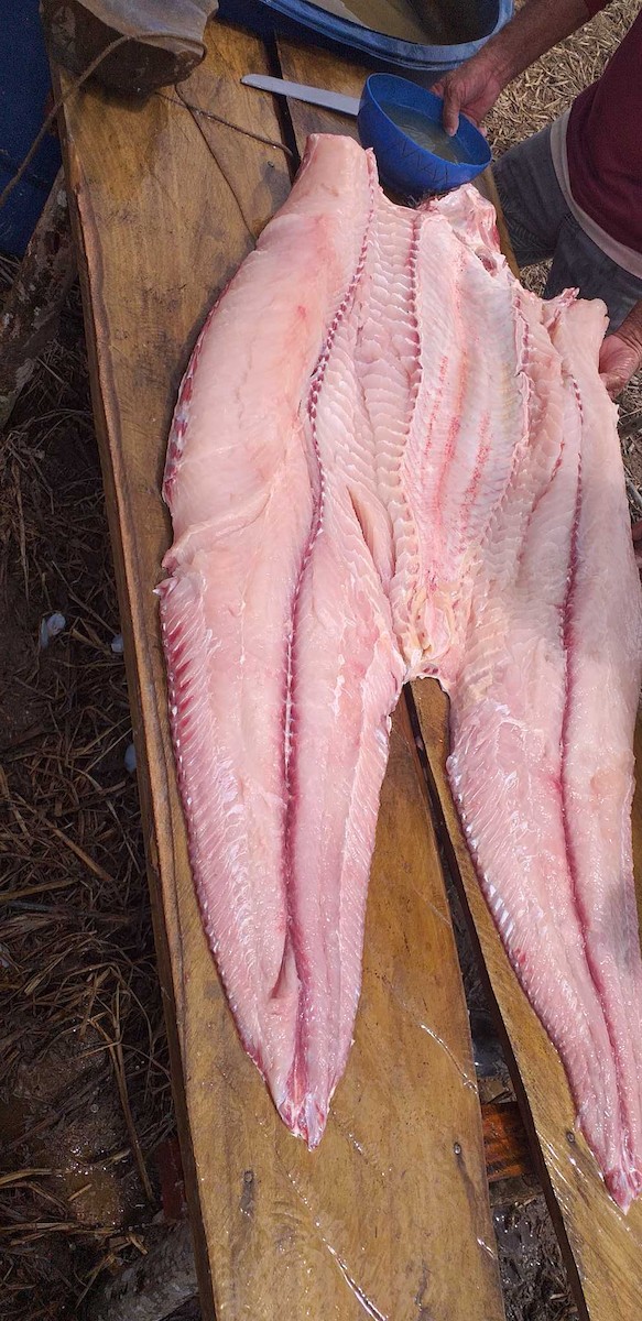 ML388956371 - Paiche - Macaulay Library