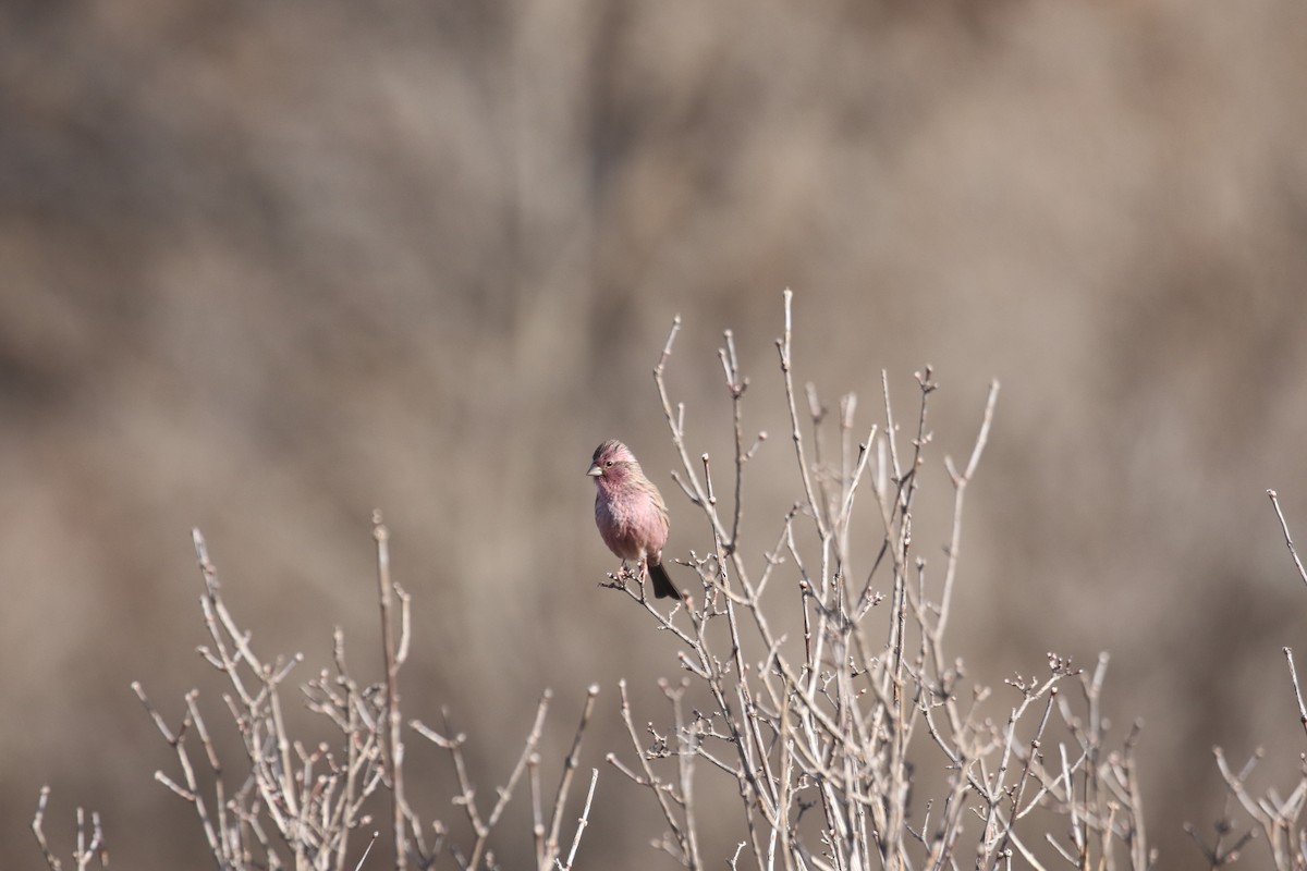 ML388957551 - Chinese Beautiful Rosefinch - Macaulay Library