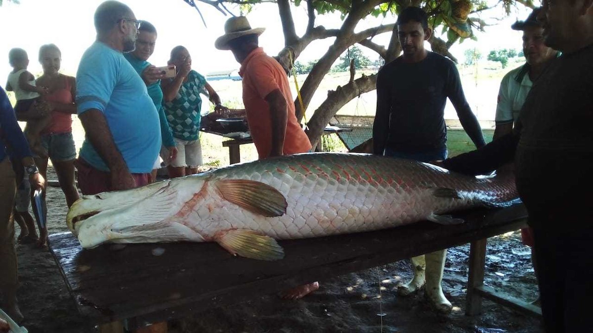 ML388959541 - Paiche - Macaulay Library