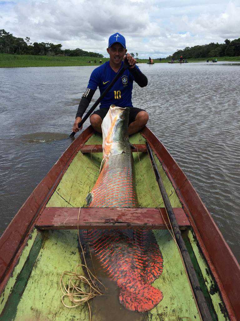ML388959731 - Paiche - Macaulay Library