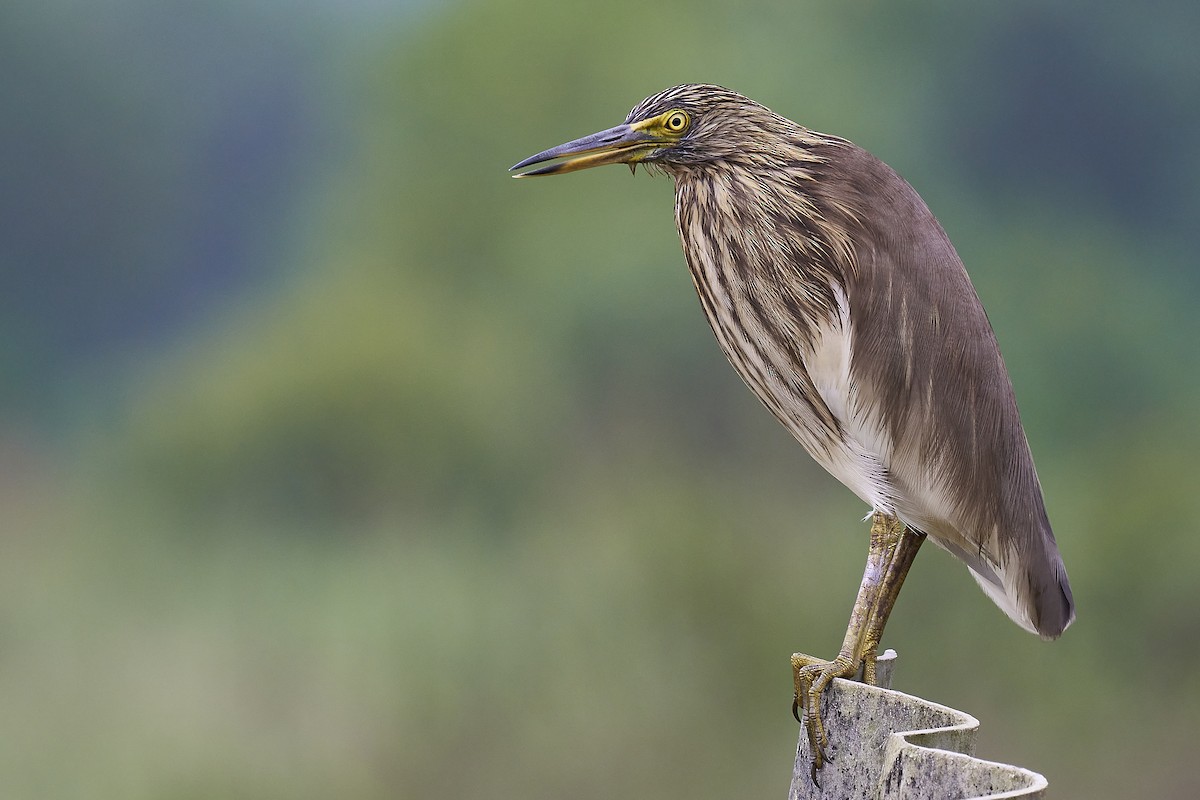 ML389425061 - Indian Pond-Heron - Macaulay Library