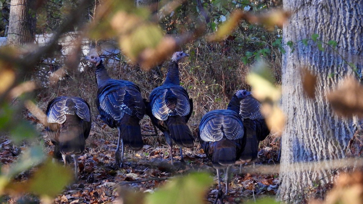 eBird Checklist - 5 Nov 2021 - Irvine Nature Center - 24 species