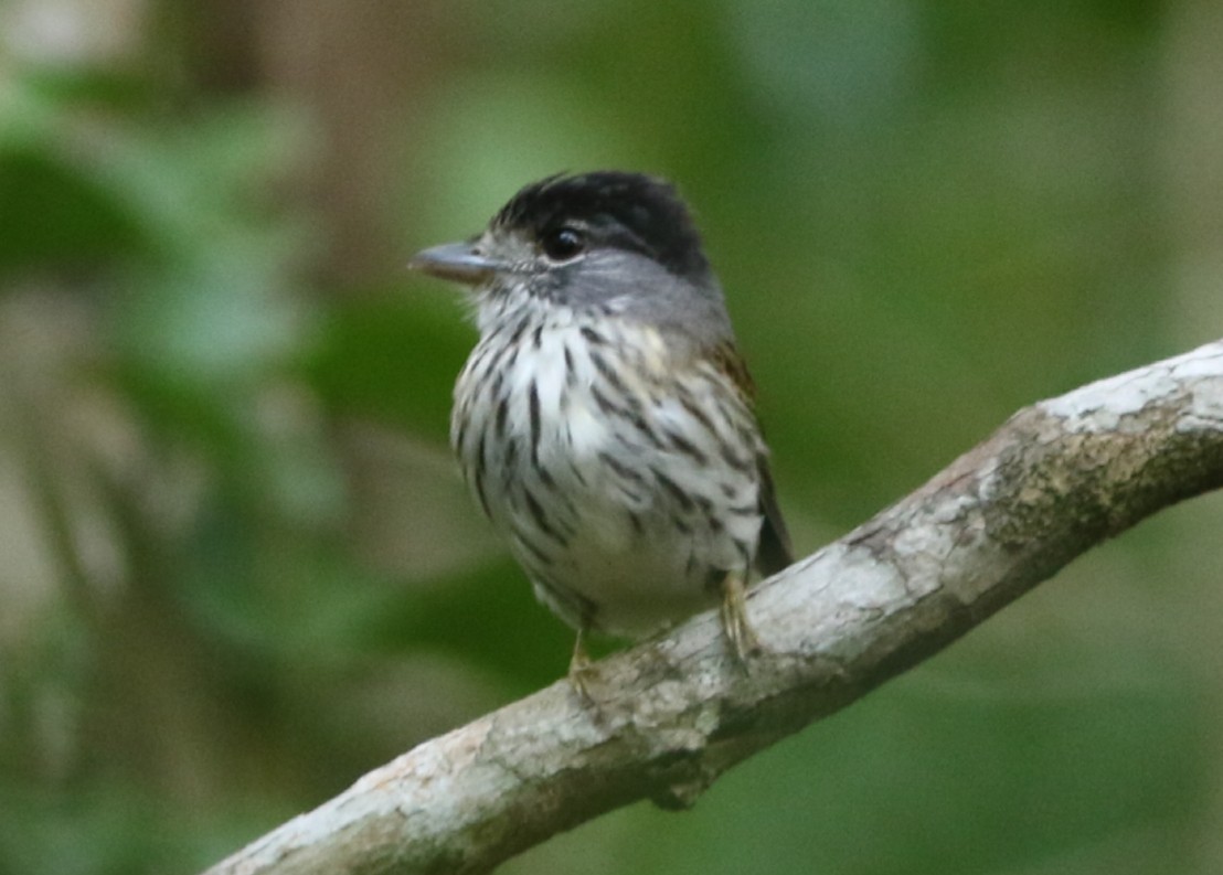 eBird Checklist - 23 Oct 2021 - Arabuko-Sokoke Forest NR (NOT incl ...