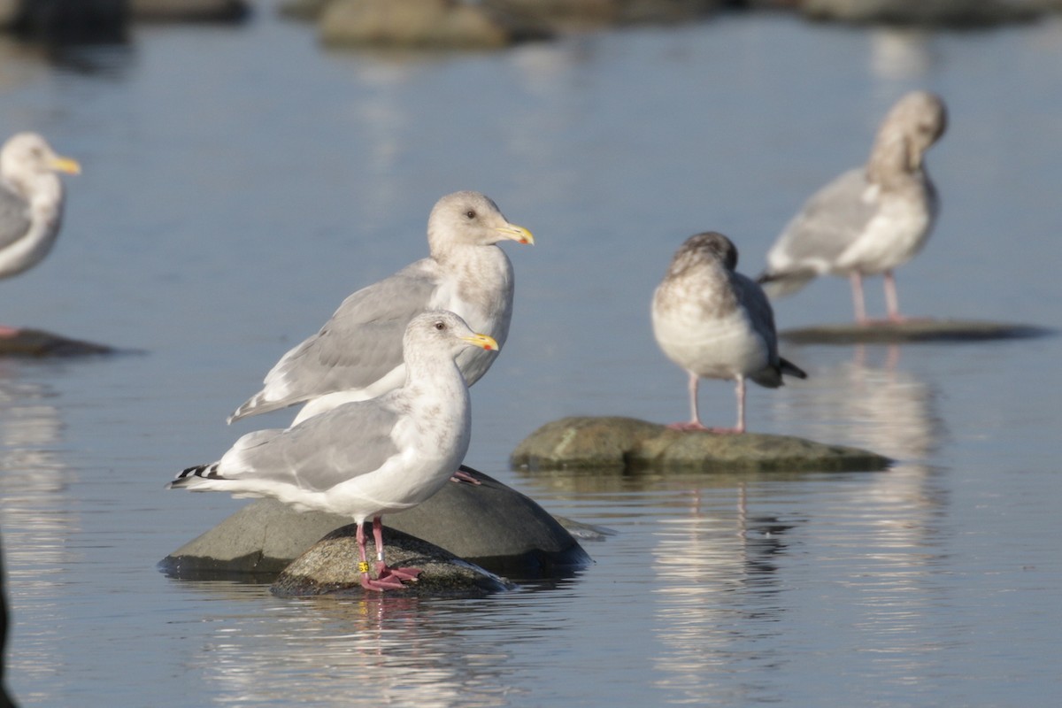 ML38983511 - Iceland Gull (Thayer's) - Macaulay Library